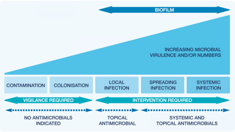 Wound Infection - The Stages of Infection - ActivHeal - Education